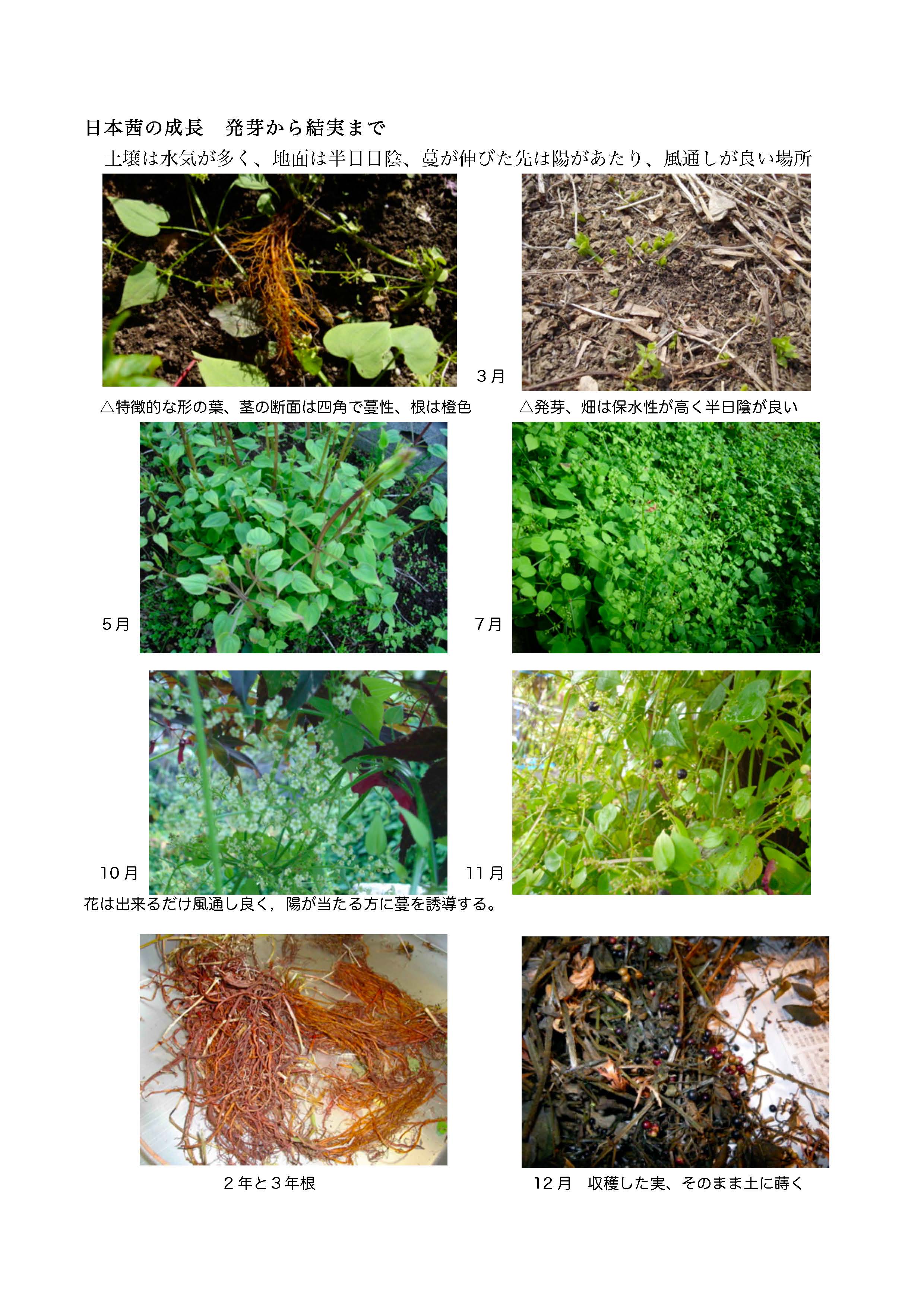 染料・薬用植物 Dye & Medicinal plants – NORTH-INDIGO
